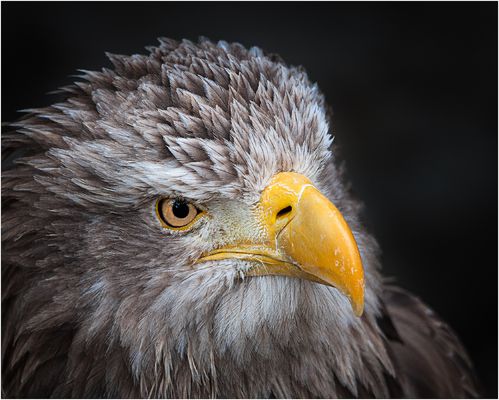 Greifvögel Bilder & Fotos