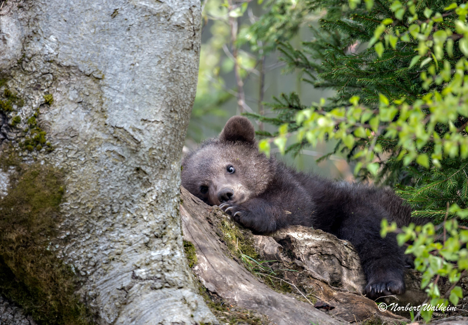 Junger Bär Foto & Bild | natur, nationalpark bayrischer wald Bilder auf ...