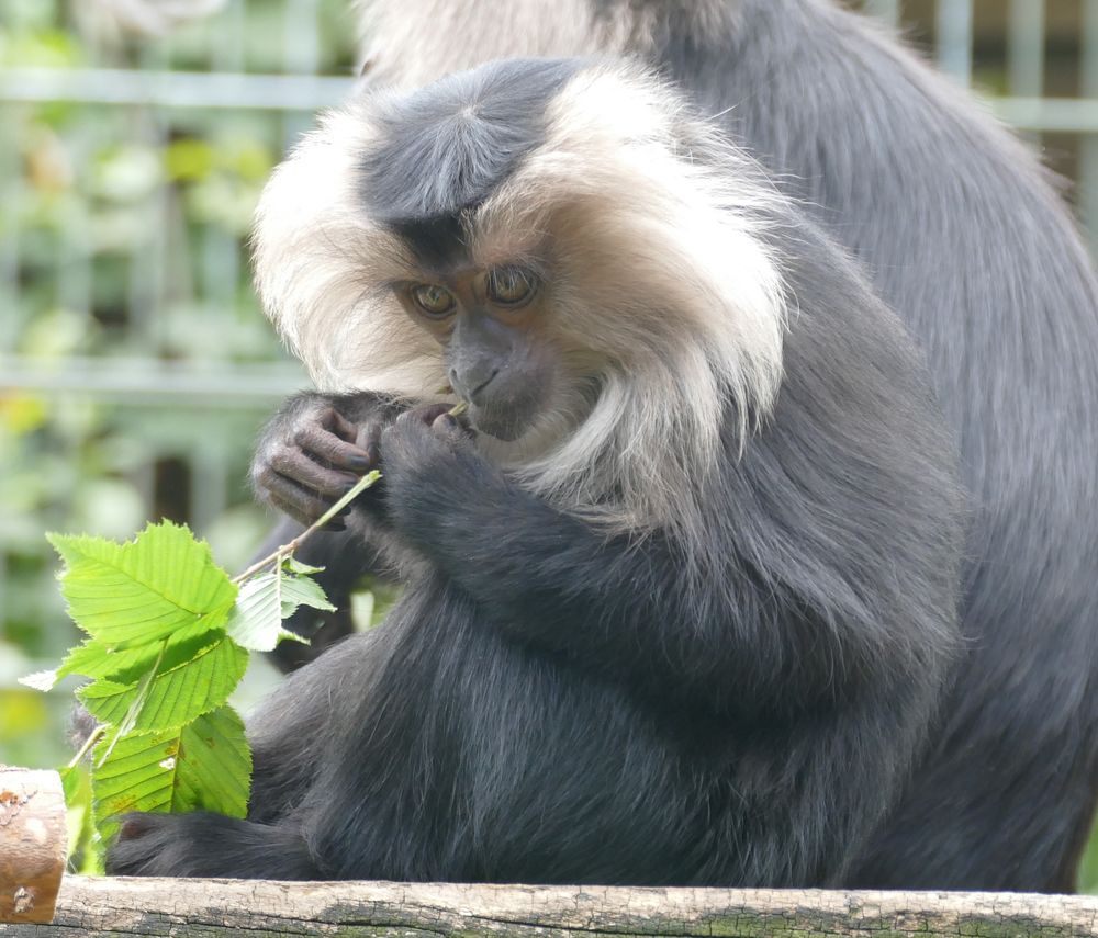junger Bartaffe im Kölner Zoo Foto & Bild | natur, affen, zoo Bilder ...
