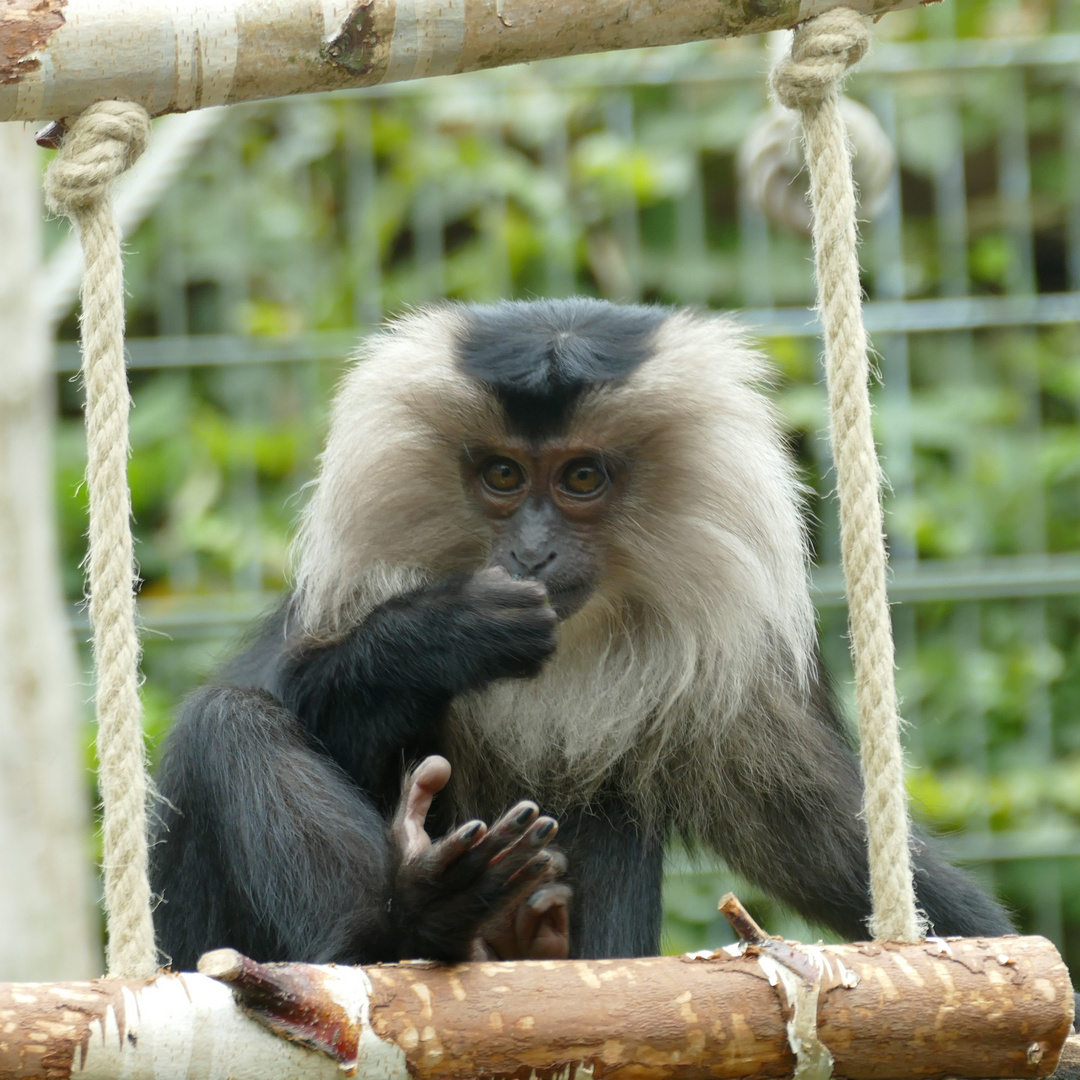 junger Bartaffe im KölnerZoo Foto & Bild | natur, affen, zoo Bilder auf ...