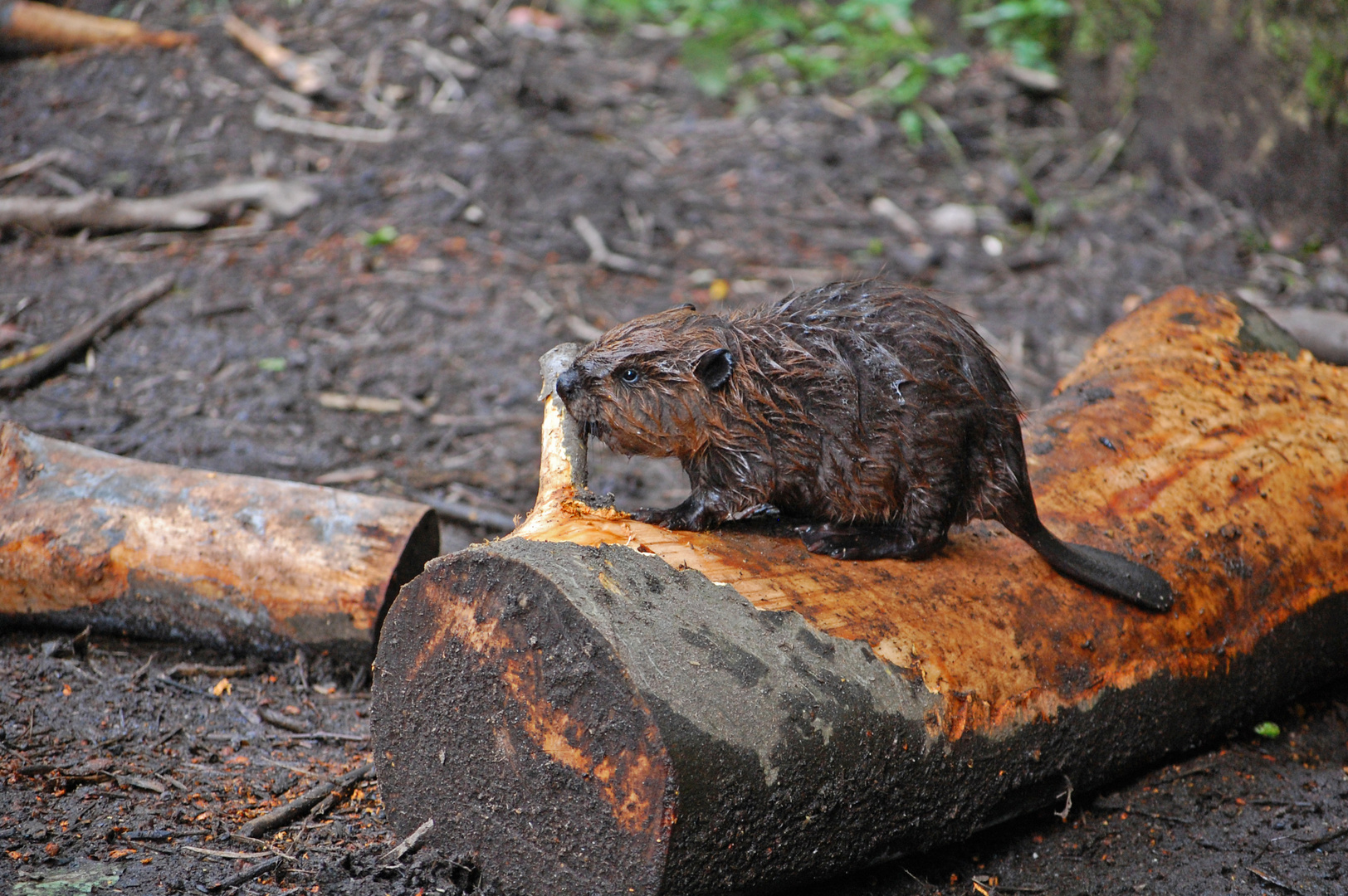 Junger Biber Foto & Bild | tiere, zoo, wildpark & falknerei, säugetiere ...
