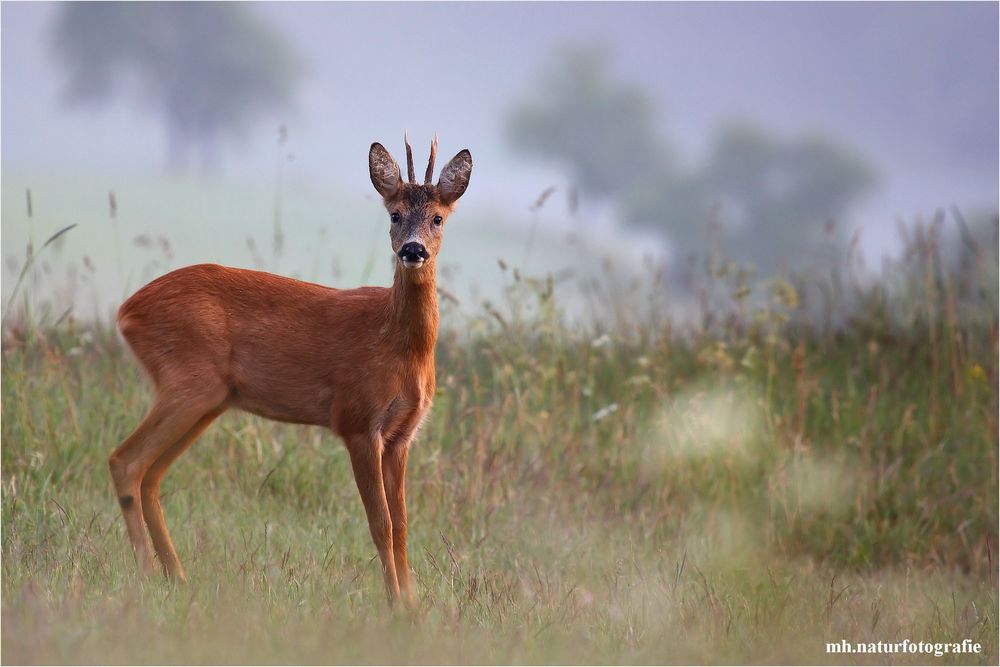 Junger Bock Foto & Bild | tiere, wildlife, säugetiere Bilder auf ...
