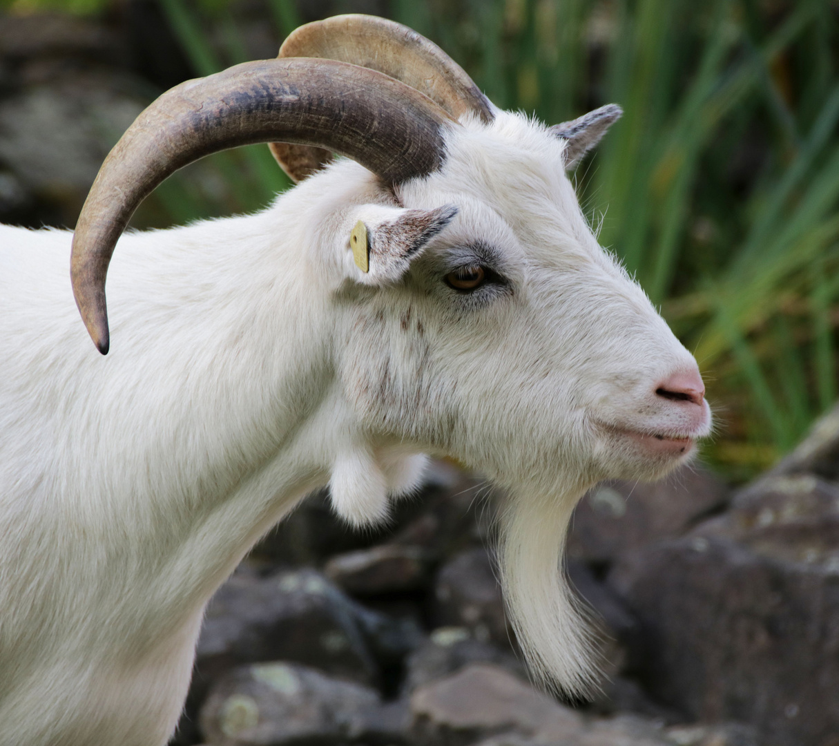Junger Bock. Foto & Bild | tiere, haustiere, nutztiere Bilder auf ...