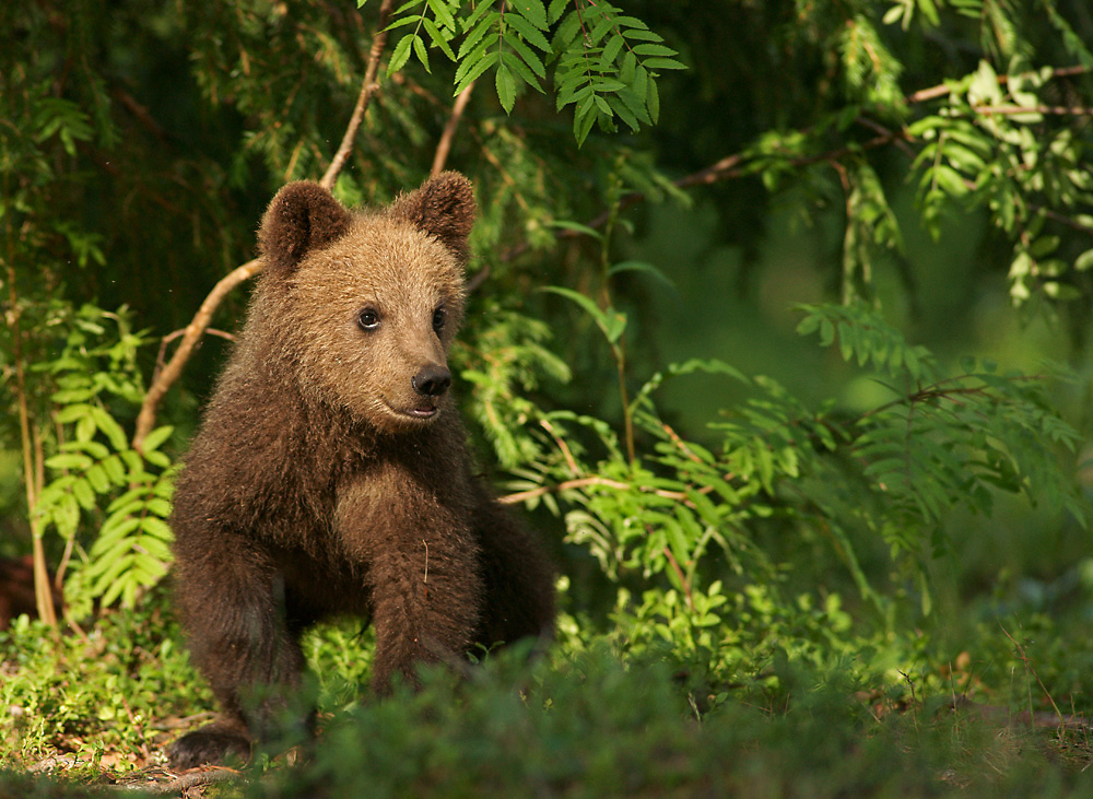Junger Braunbär Foto & Bild | tiere, wildlife, säugetiere Bilder auf ...