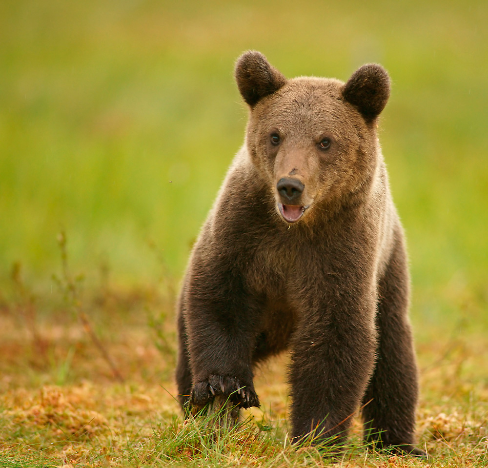 Junger Braunbär Foto & Bild | tiere, wildlife, säugetiere Bilder auf ...