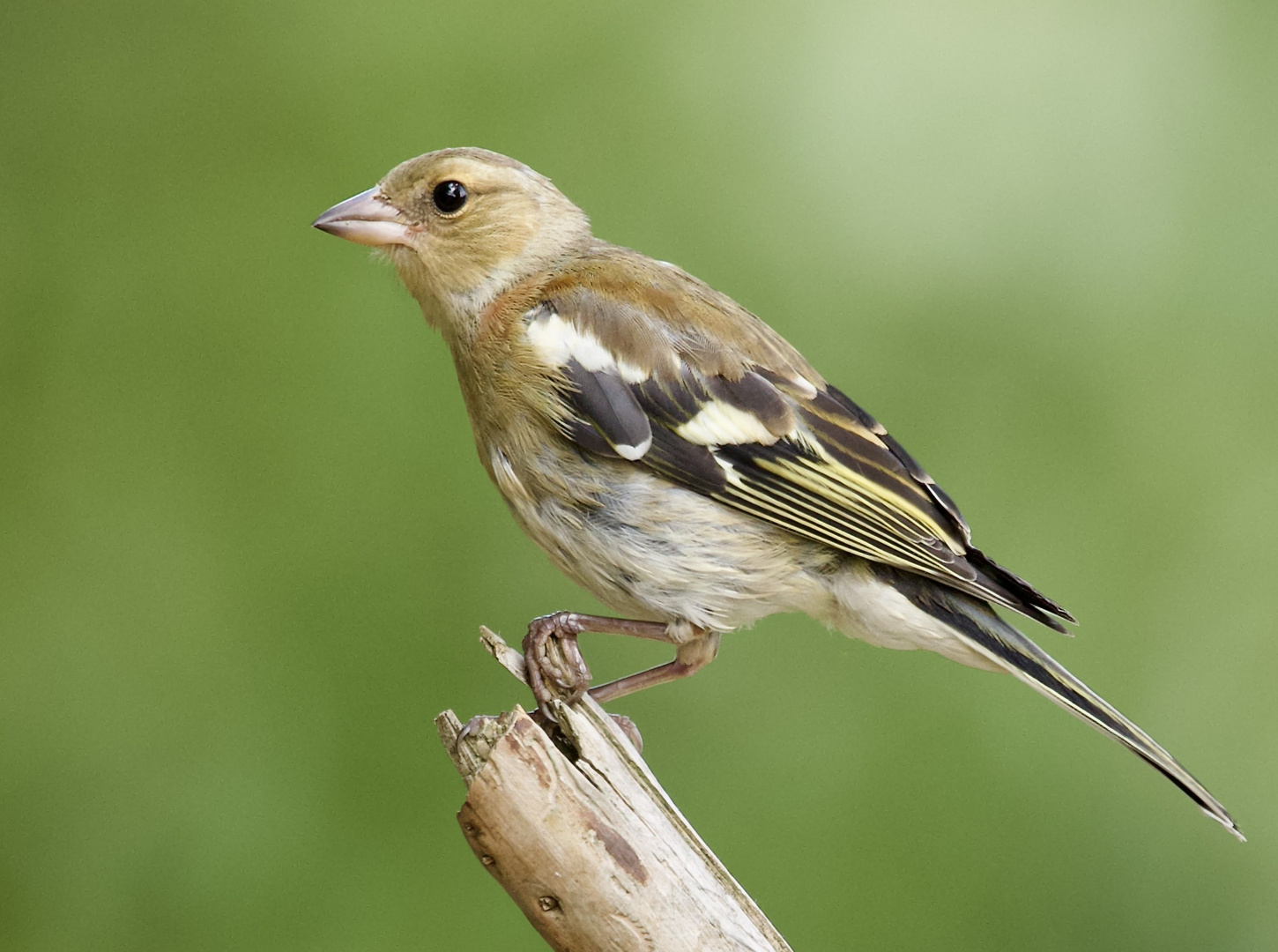 Junger Buchfink erkundet sein Revier...... Foto & Bild | tiere ...