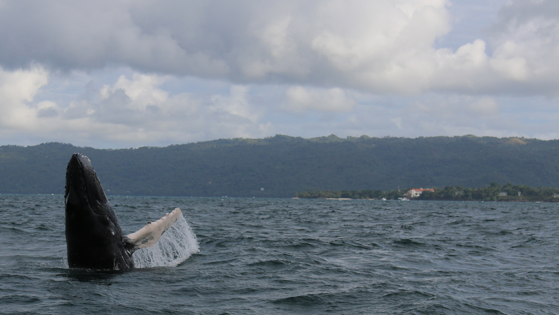 Junger Buckelwal (Megaptera novaeangliae)... Foto & Bild | tiere ...