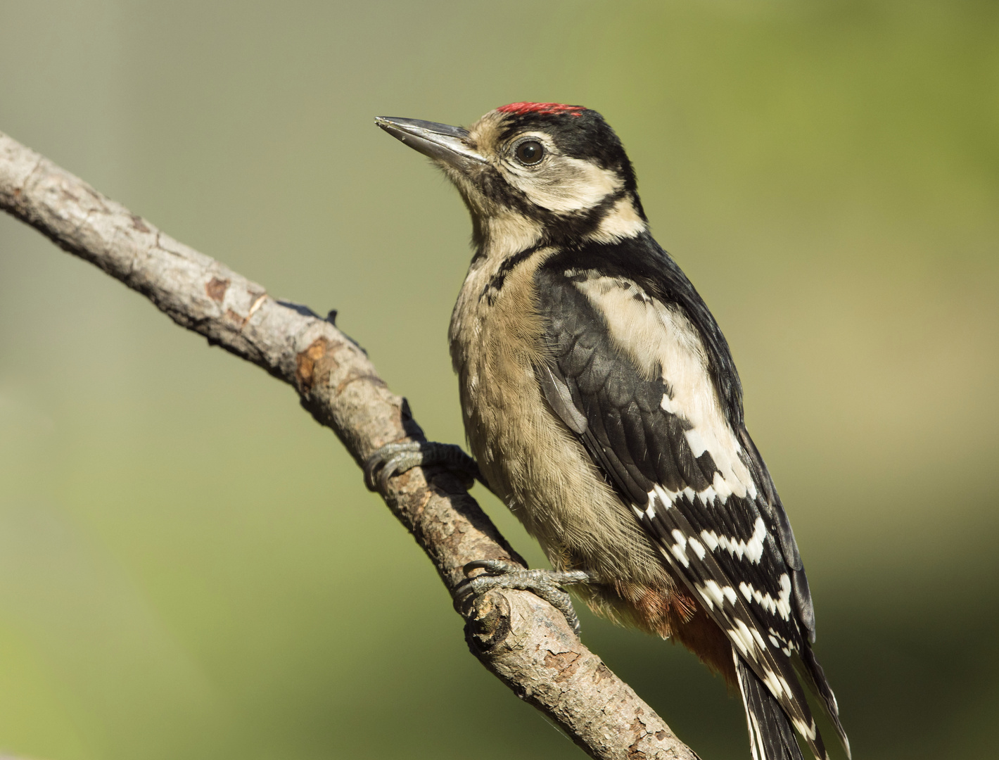 Junger Buntspecht Foto & Bild | tiere, wildlife, wild lebende vögel ...