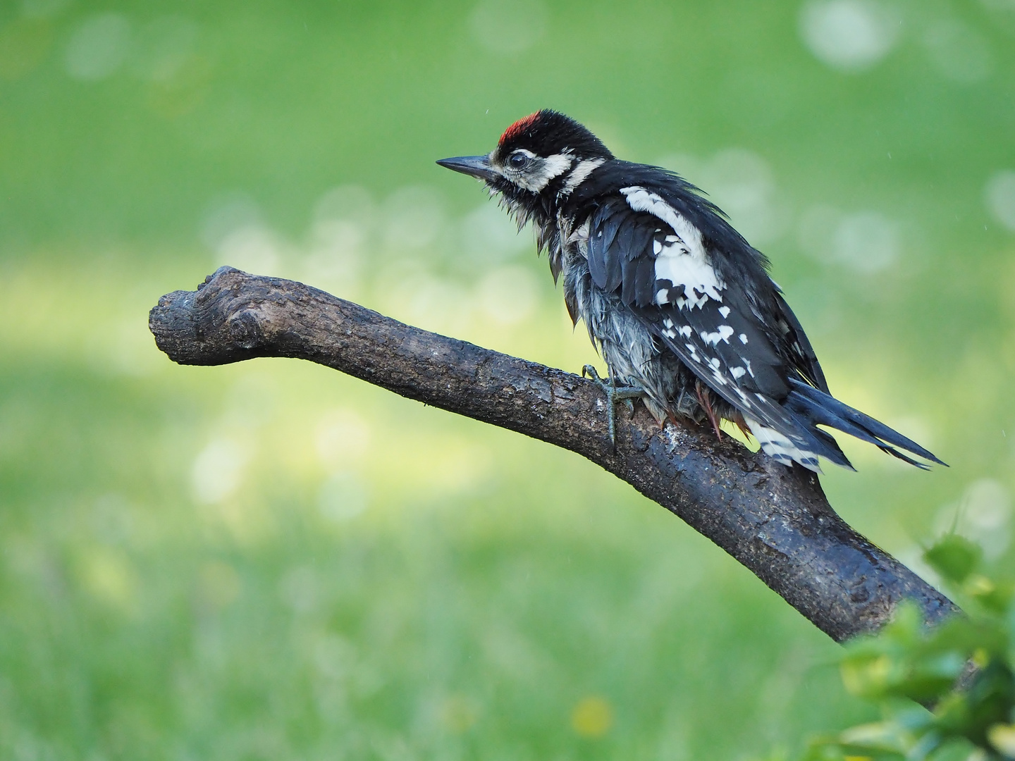 Junger Buntspecht..... Foto & Bild | natur, tiere, vögel Bilder auf ...