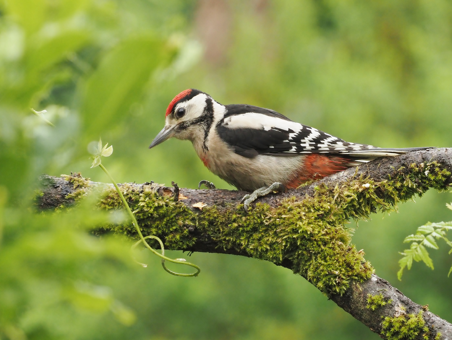 Junger Buntspecht.... Foto & Bild | tiere, wildlife, wild lebende vögel ...