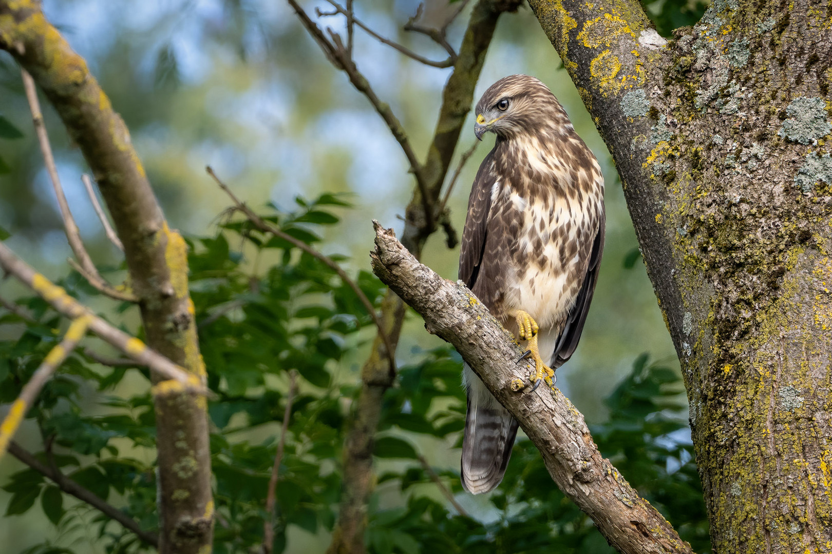 Junger Bussard Foto & Bild | tiere, wildlife, wild lebende vögel Bilder ...