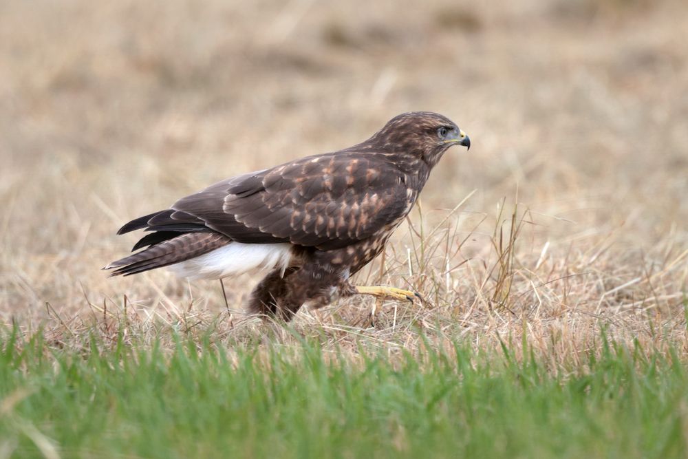 Junger Bussard (Juli 2022) Foto & Bild | natur, tiere, wildlife Bilder ...