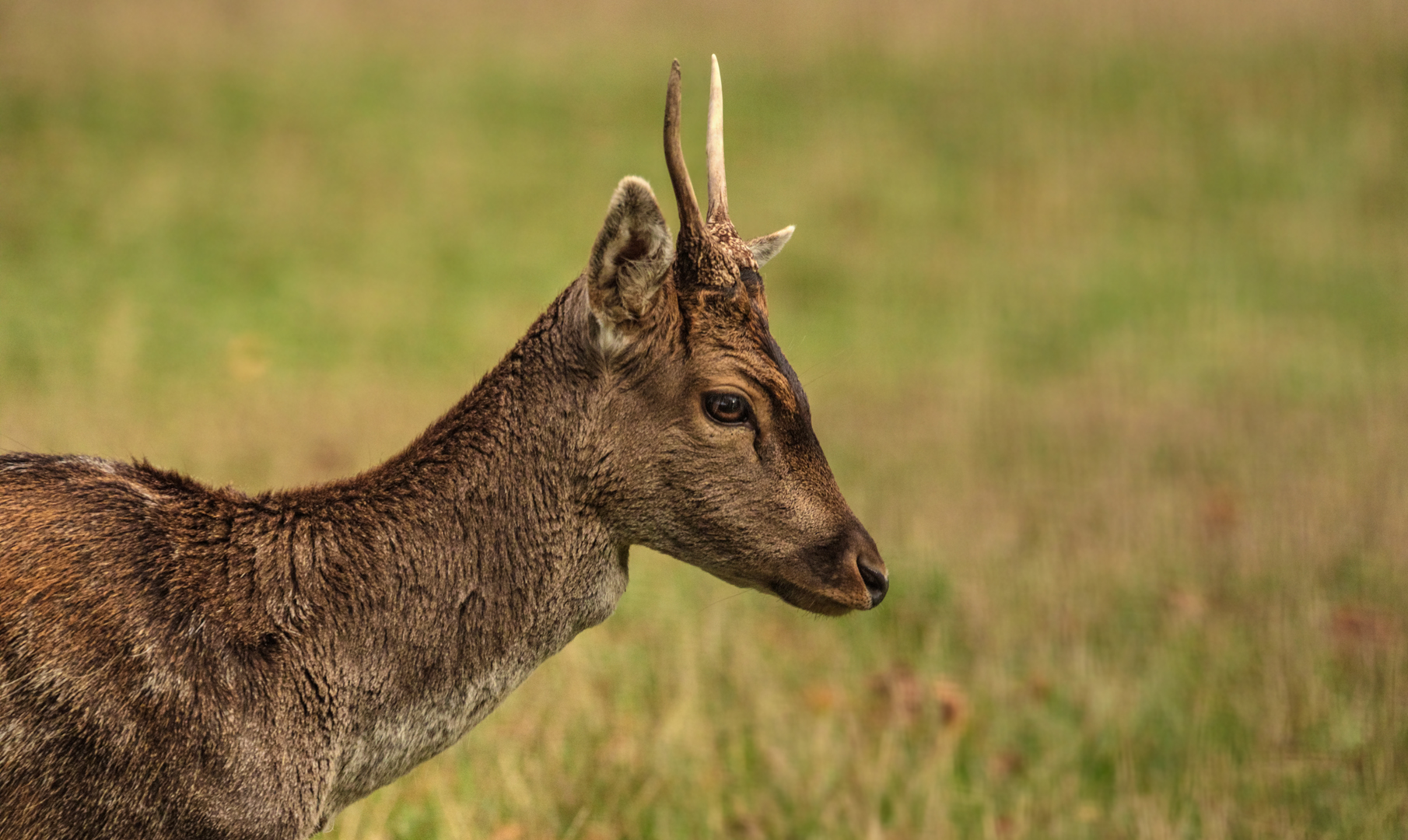 Junger Damhirsch 001 Foto & Bild | wiese, natur, herbst Bilder auf ...