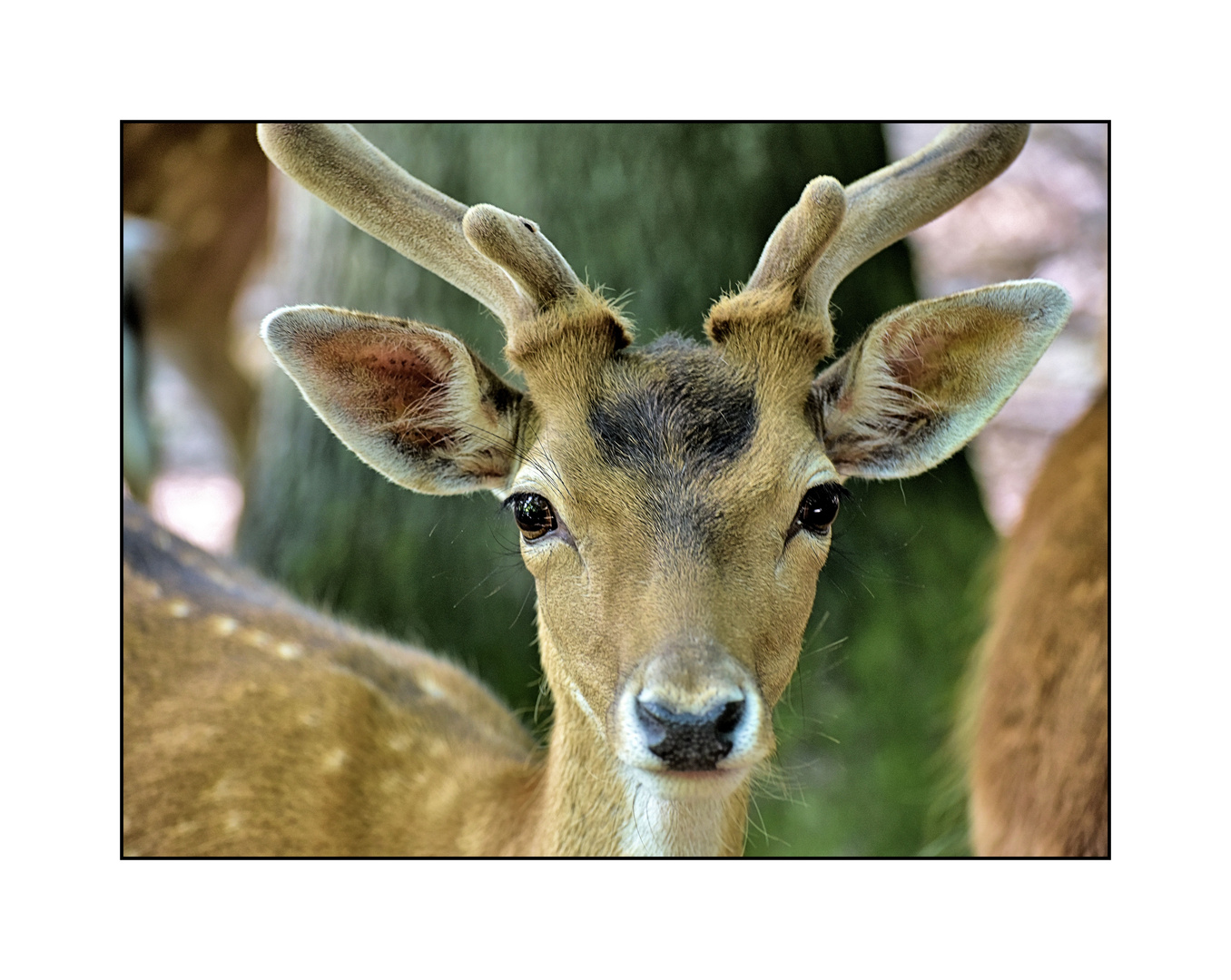 Junger Damhirsch Foto & Bild | fotos, world, sommer Bilder auf ...