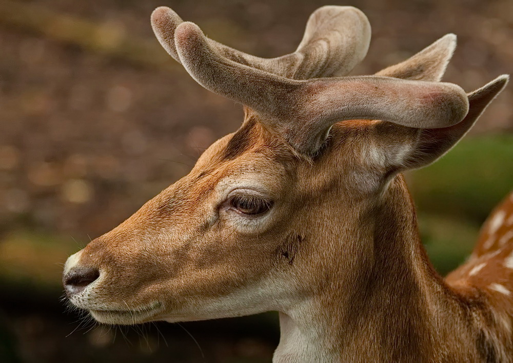 Junger Damhirsch Foto & Bild | tiere, zoo, wildpark & falknerei ...