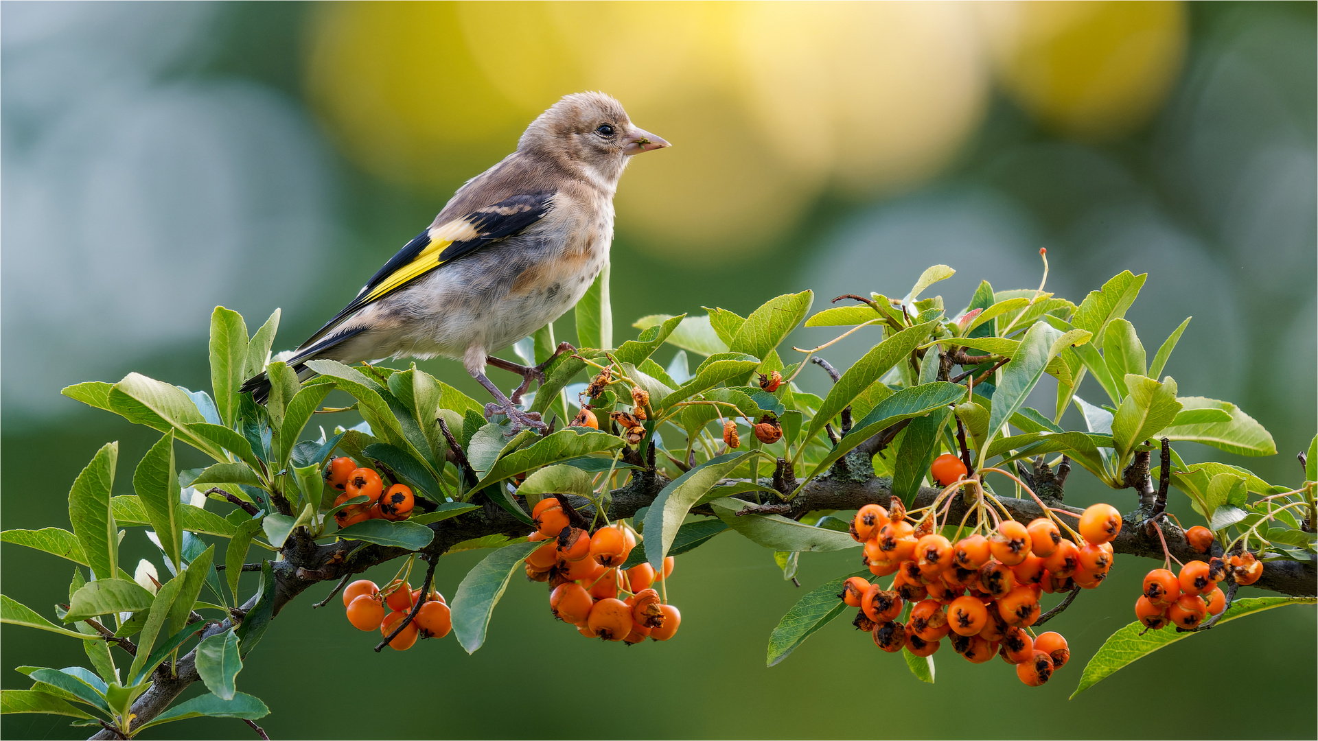 junger Distelfink auf einer Feuerdornrispe ..... Foto & Bild | tiere ...