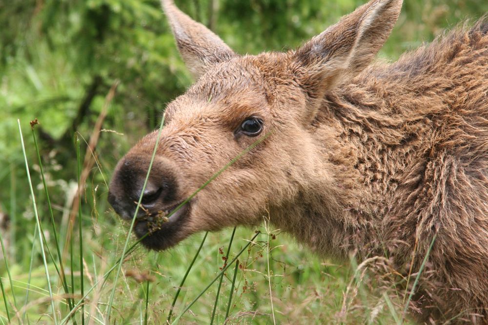 junger Elch Foto & Bild | tiere, tierkinder, elch Bilder auf fotocommunity