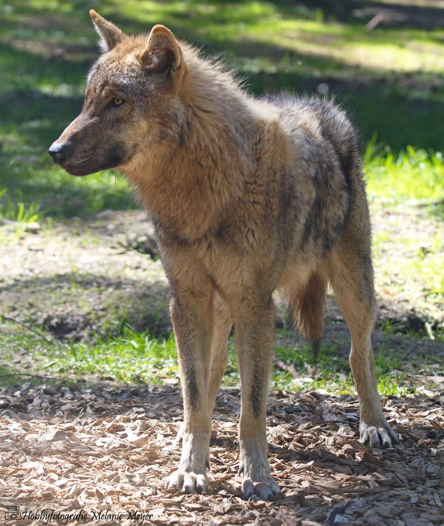 junger europäischer Grauwolf Foto & Bild | tiere, zoo, wildpark ...