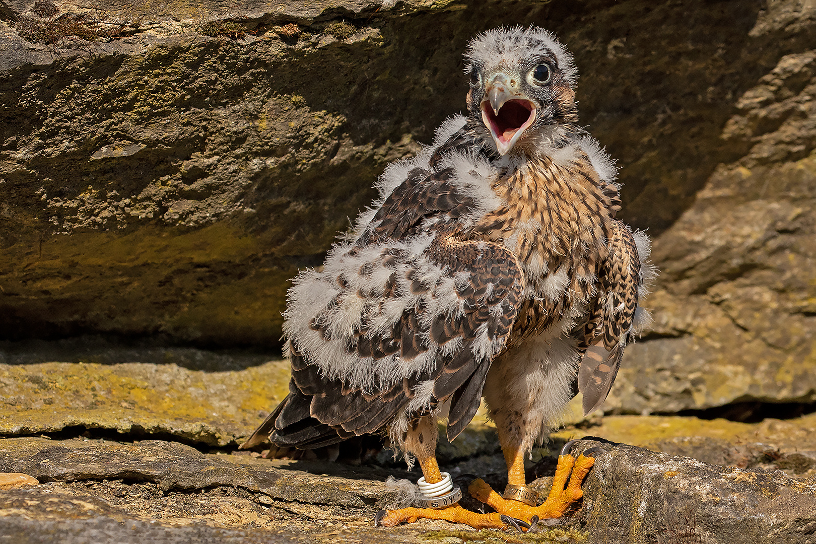 Junger Falke 001 Foto & Bild | tiere, tierkinder, licht Bilder auf ...