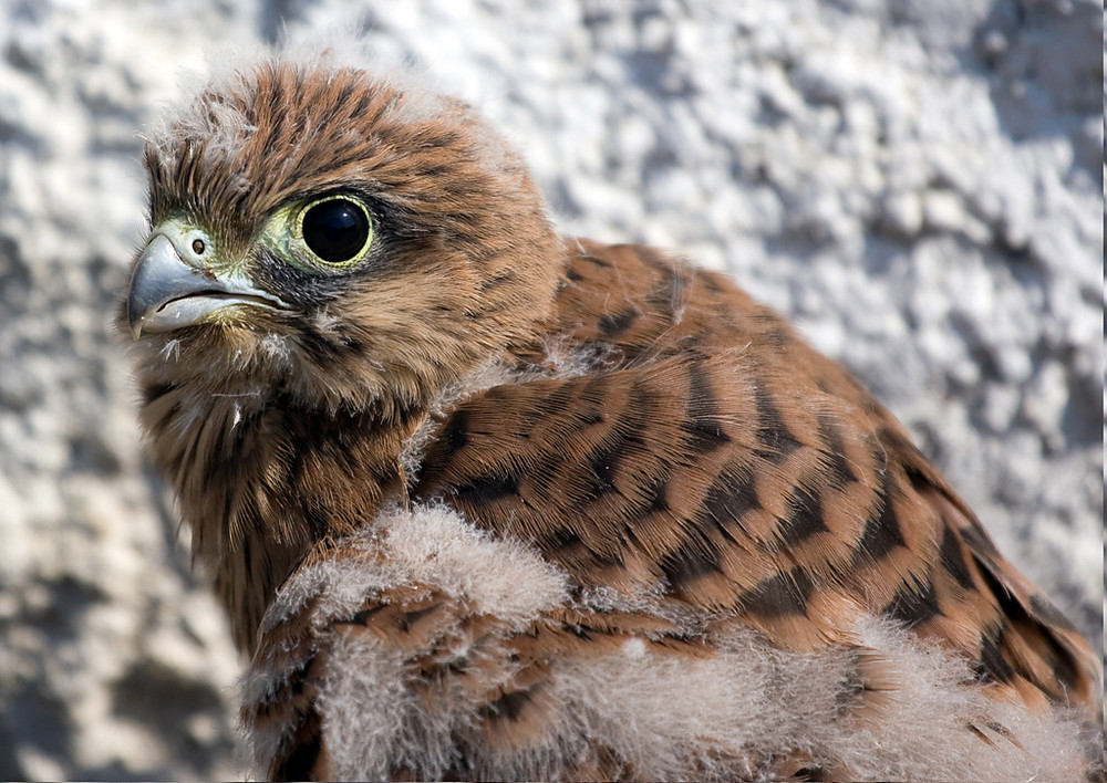Junger Falke Foto & Bild | tiere, zoo, wildpark & falknerei, vögel ...