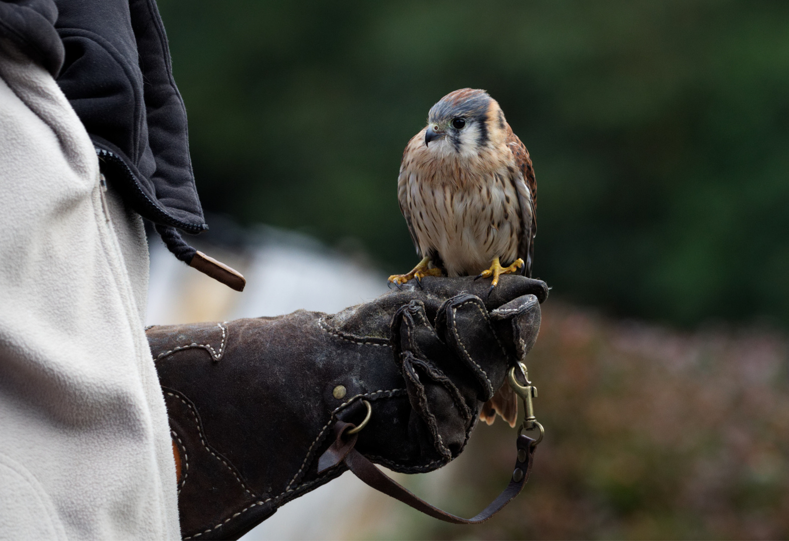 Junger Falke Foto & Bild | tiere, zoo, wildpark & falknerei, vögel ...