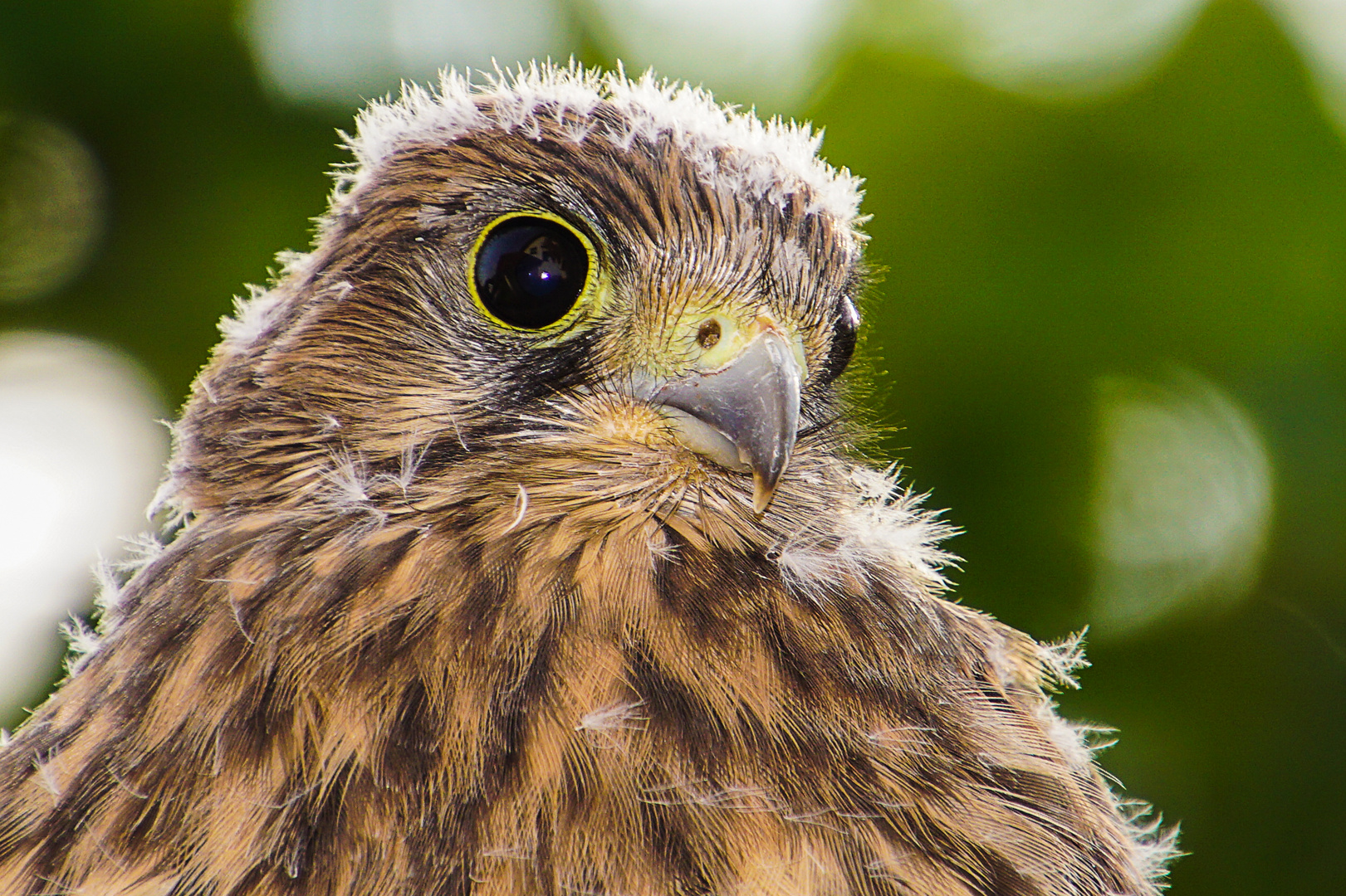 Junger Falke kurz vor dem Foto & Bild | tiere, wildlife, wild lebende ...