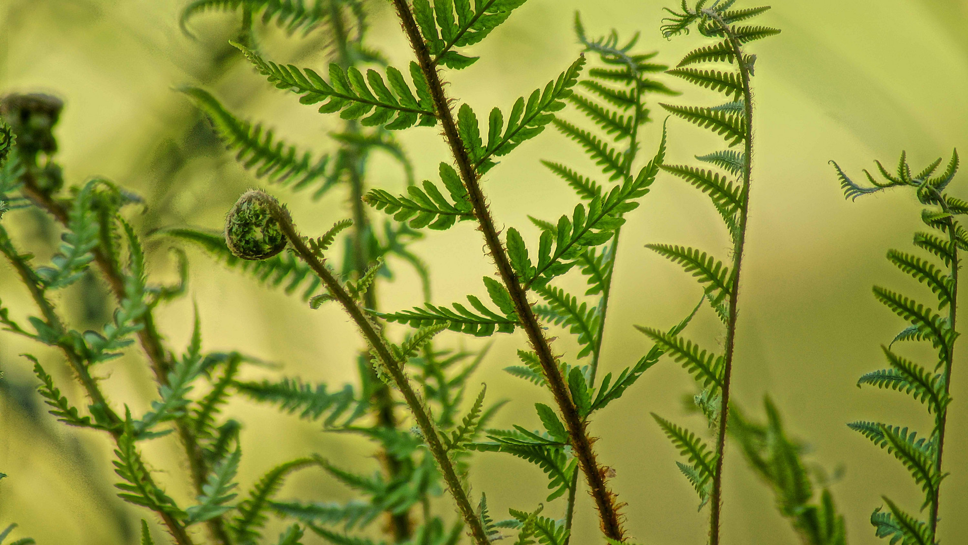 junger Farn Foto & Bild | outdoor, makro, grün Bilder auf fotocommunity