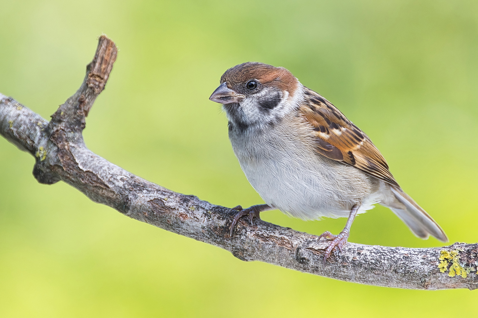 Junger Feldsperling Foto & Bild | tiere, wildlife, wild lebende vögel ...