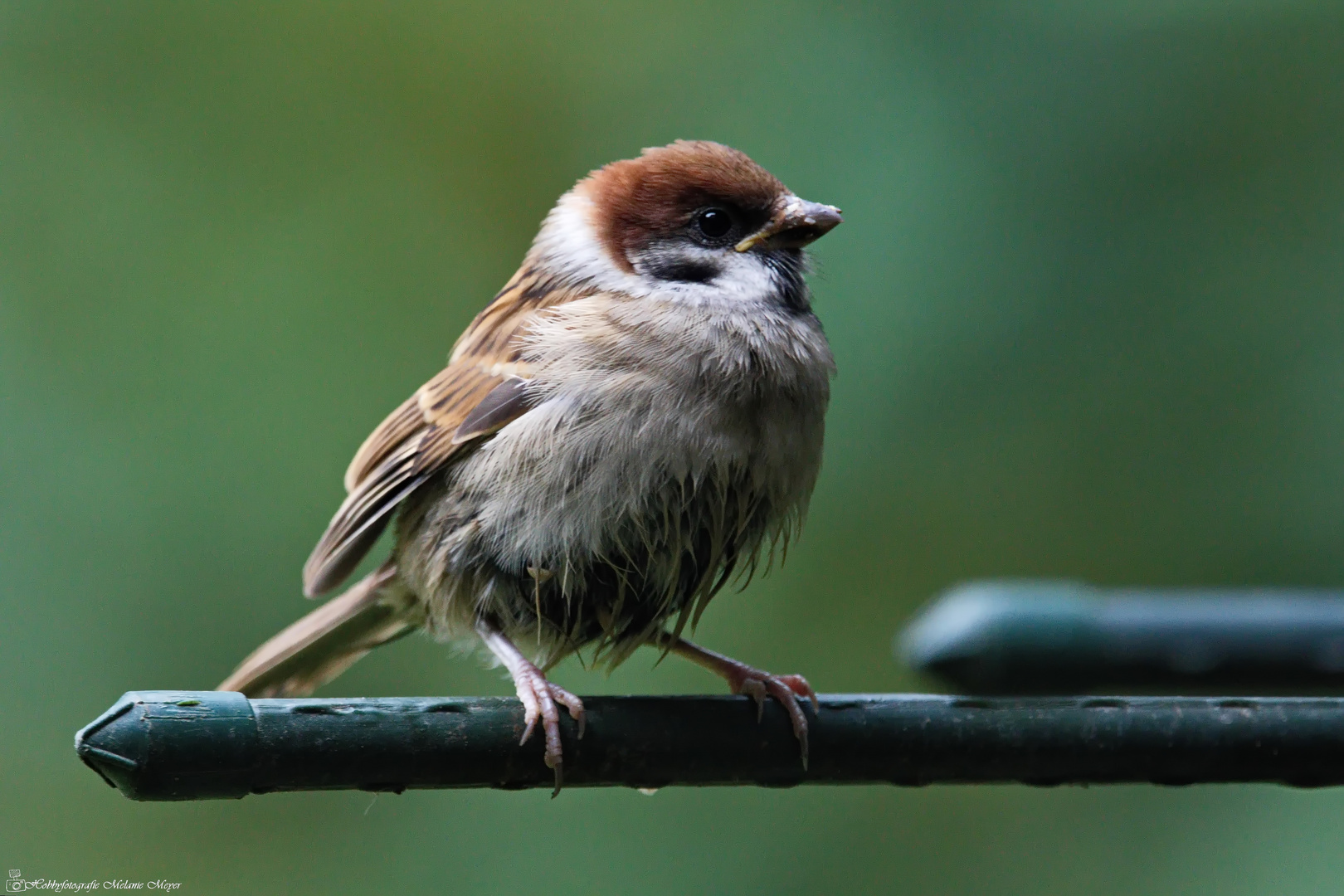 junger Feldsperling Foto & Bild | natur, sperling, tiere Bilder auf ...