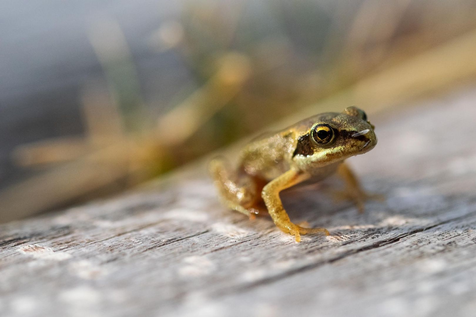 Junger Frosch Foto & Bild | jahreszeiten, sommer, natur Bilder auf ...