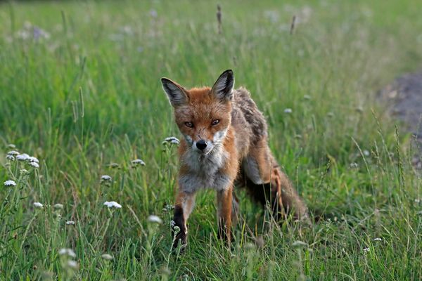 Raubtiere Bilder & Fotos