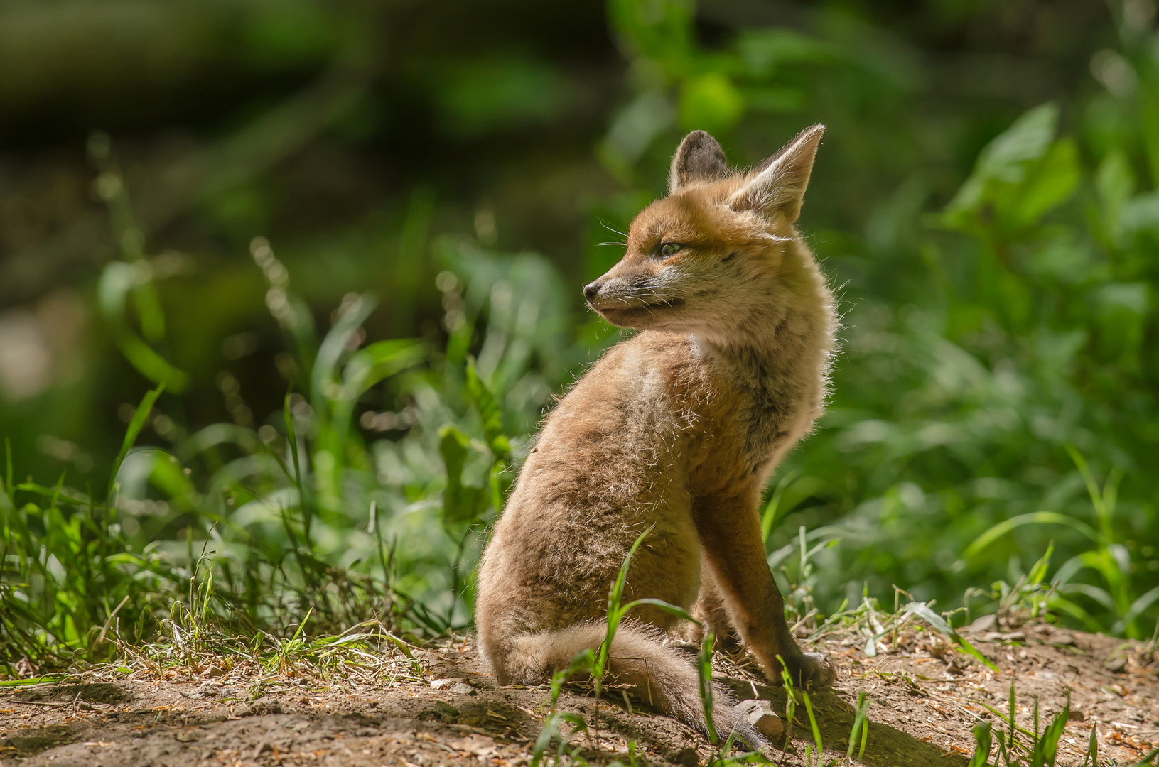 Junger Fuchs Foto & Bild | tiere, wildlife, säugetiere Bilder auf ...
