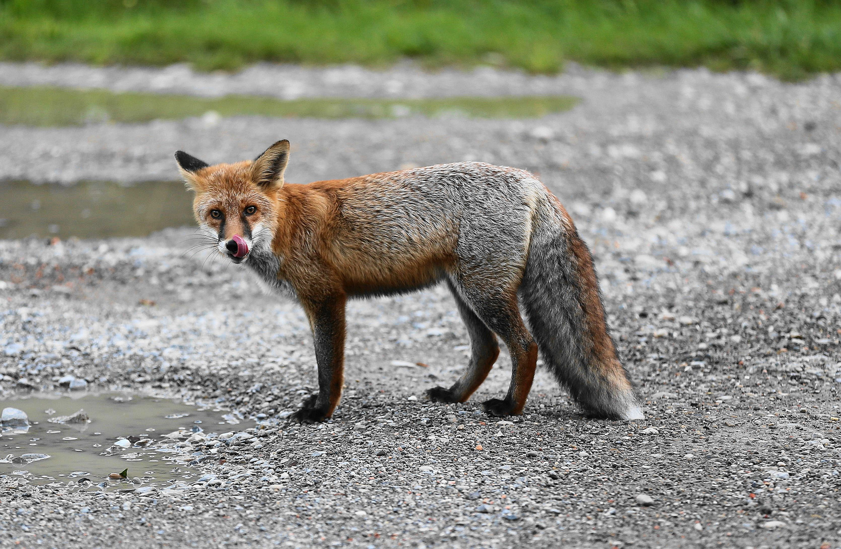 Junger Fuchs Foto & Bild | tiere, wildlife, wildlife in der stadt ...