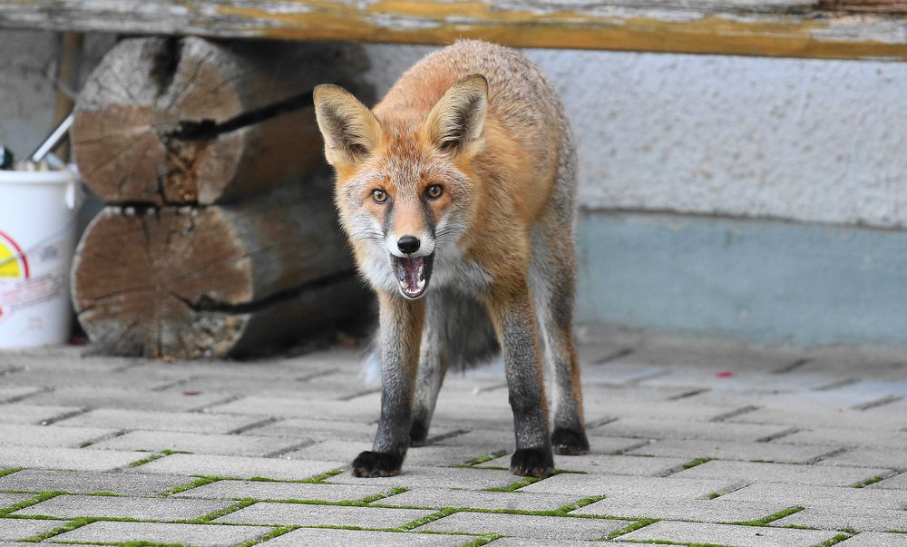 Junger Fuchs Foto & Bild | tiere, wildlife, wildlife luder-futterplätze ...