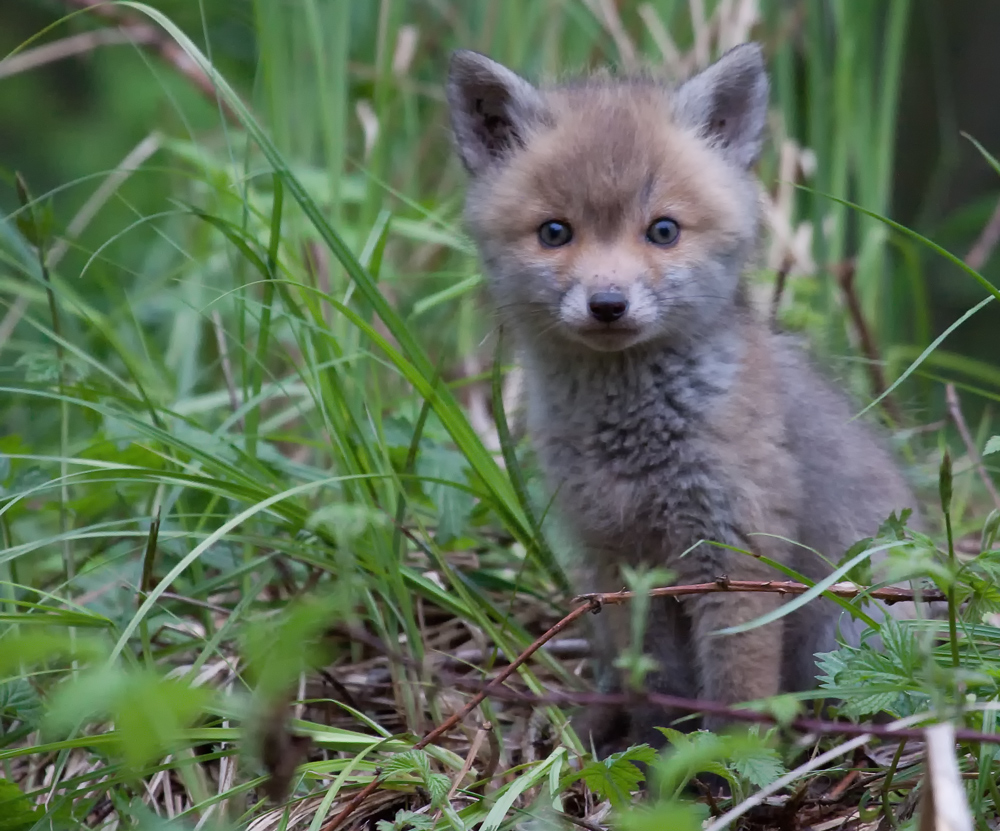 junger Fuchs Foto & Bild | tiere, wildlife, säugetiere Bilder auf ...