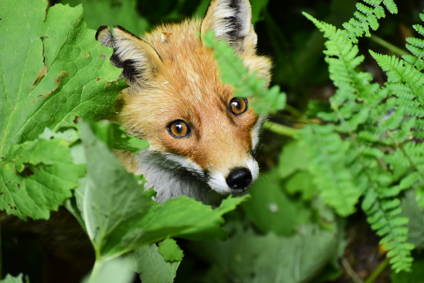 Junger Fuchs Foto & Bild | natur, schweiz, landschaft Bilder auf ...