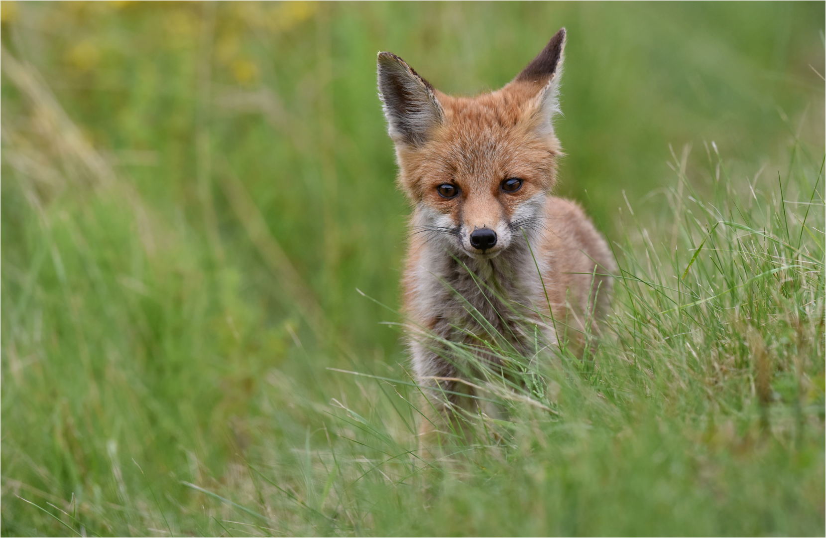 Junger Fuchs Foto & Bild | tiere, wildlife, säugetiere Bilder auf ...