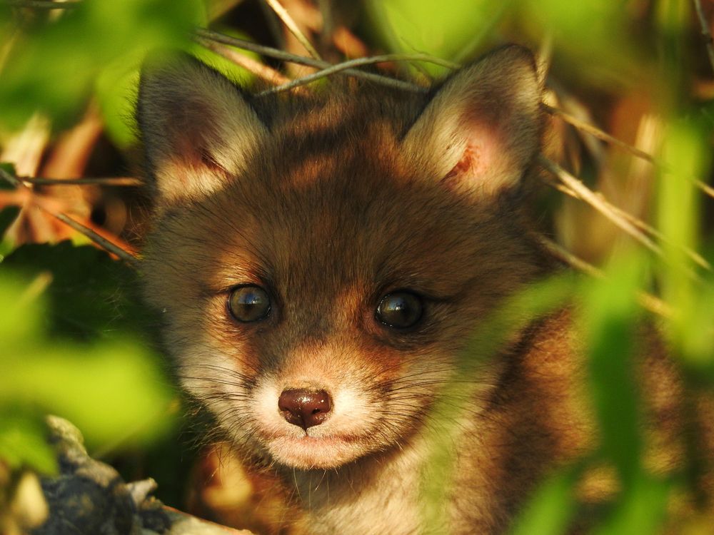 junger Fuchs Foto & Bild | tiere, tierkinder, wald Bilder auf fotocommunity