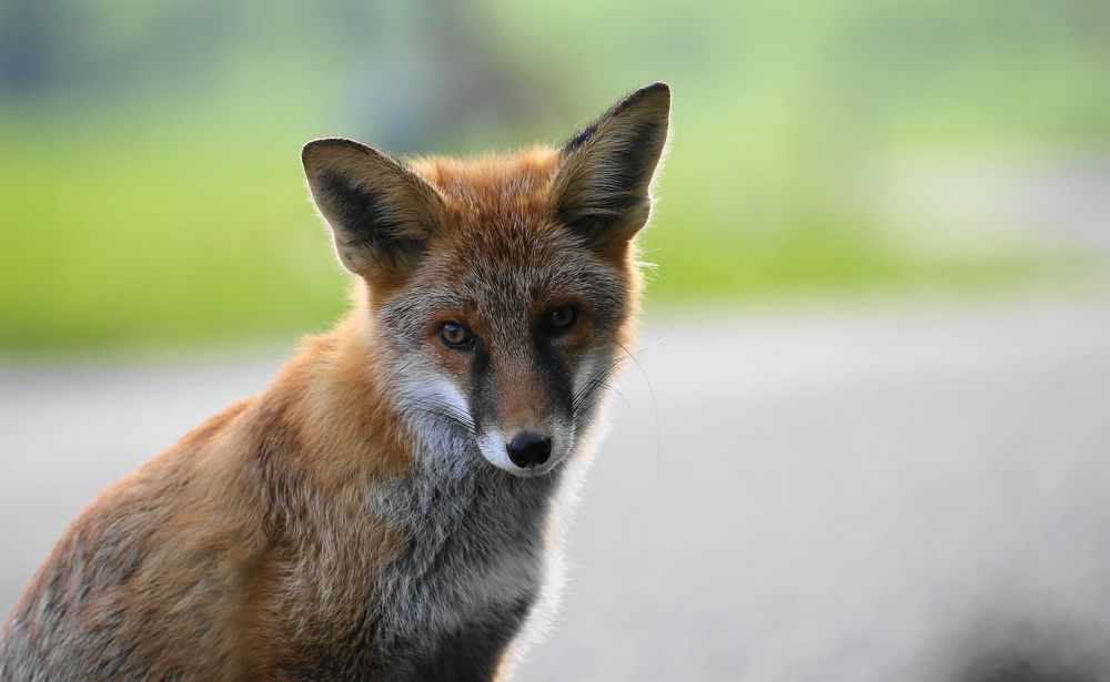 Junger Fuchs Foto & Bild | tiere, wildlife, wildlife luder-futterplätze ...