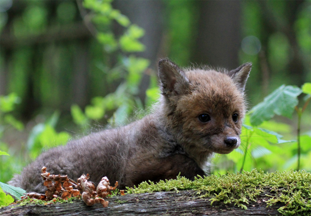 junger Fuchs.. Foto & Bild | tiere, wildlife, säugetiere Bilder auf ...