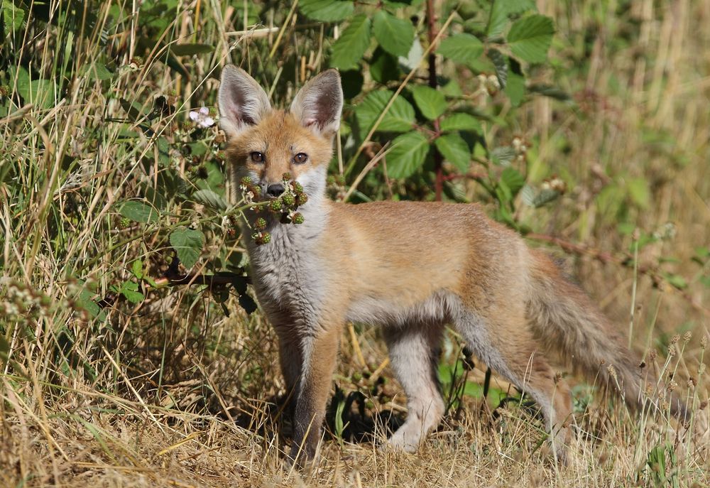 junger Fuchs Foto & Bild | tiere, wildlife, säugetiere Bilder auf ...