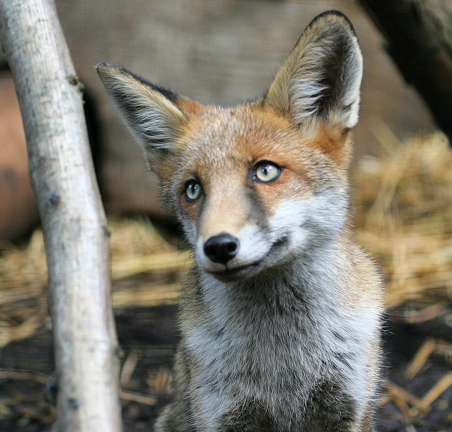 Junger Fuchs Foto & Bild | tiere, zoo, wildpark & falknerei, säugetiere ...