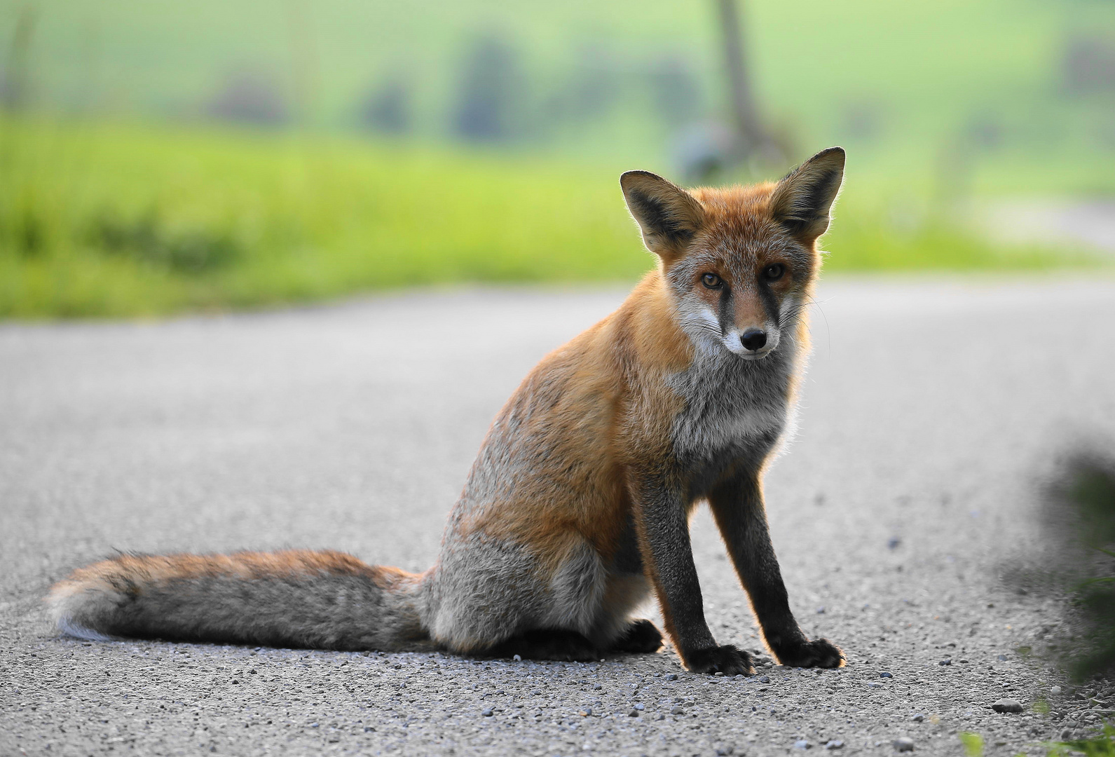 Junger Fuchs Foto & Bild | tiere, wildlife, wildlife luder-futterplätze ...