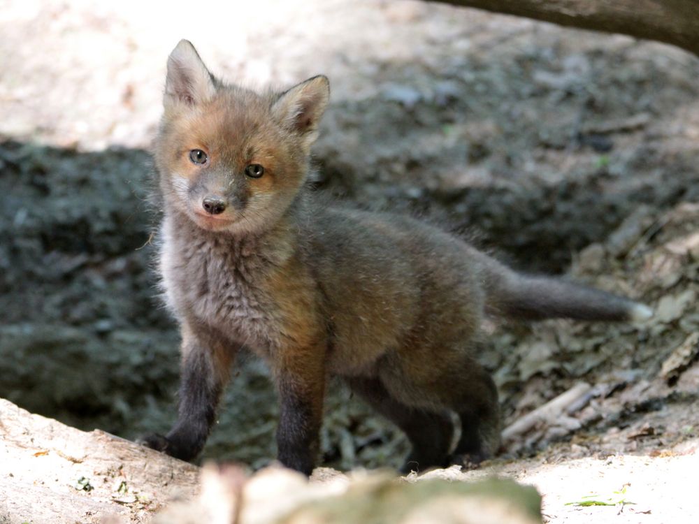 Junger Fuchs vor dem Bau Foto & Bild | wald, hund, natur Bilder auf ...