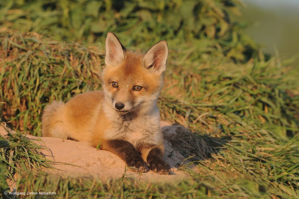 Junger Fuchs --- ( Vulpes vulpes ) Foto & Bild | natur, tiere, wildlife ...