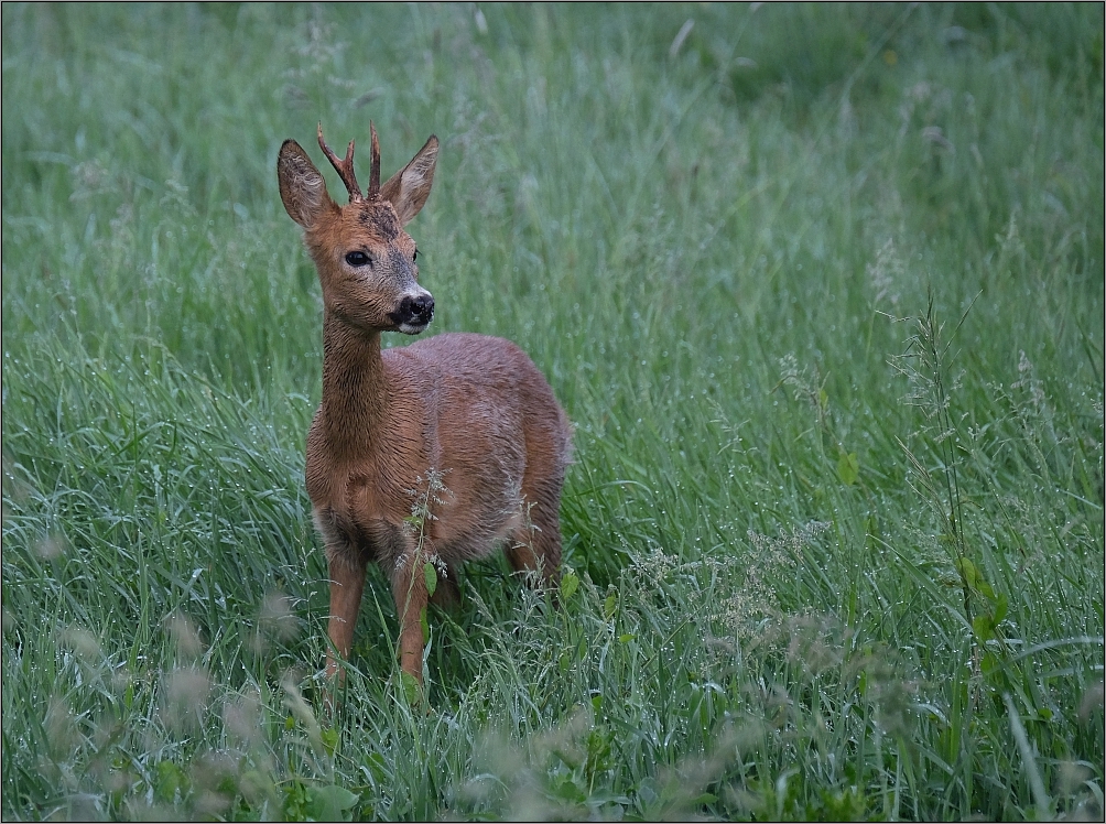 Junger Gabler Foto & Bild | natur, tiere, wildlife Bilder auf fotocommunity