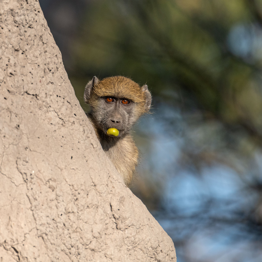 Junger gelber Pavian Foto & Bild | licht, natur, afrika Bilder auf ...