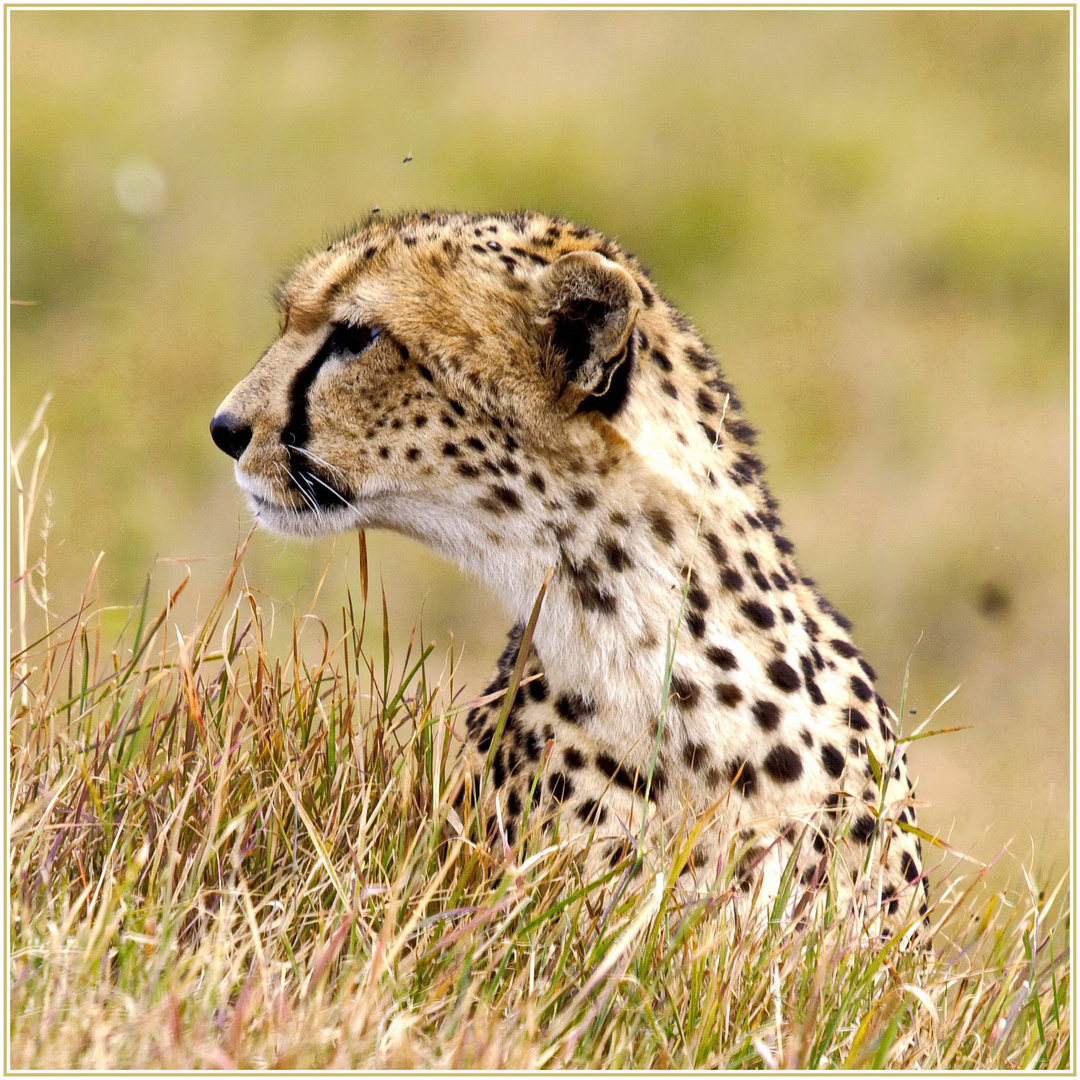 Junger Gepard auf der Jagd ! Foto & Bild | africa, eastern africa ...