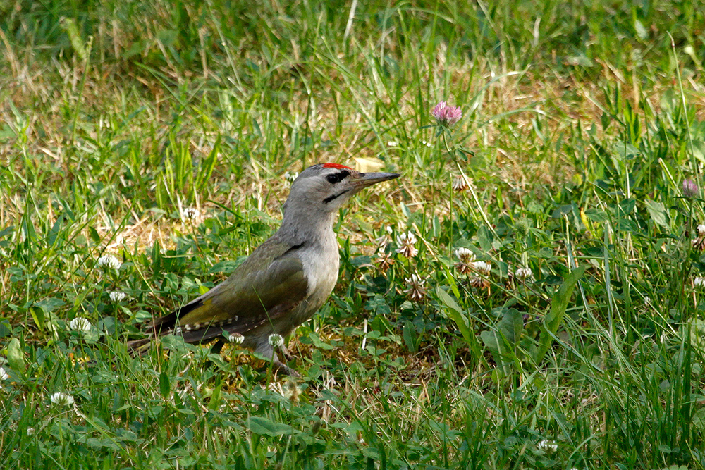junger Grauspecht Foto & Bild | tiere, wildlife, wild lebende vögel ...