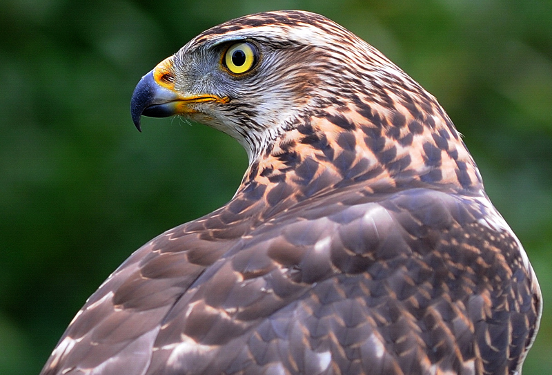 Junger Habicht Foto & Bild | tiere, zoo, wildpark & falknerei, vögel ...